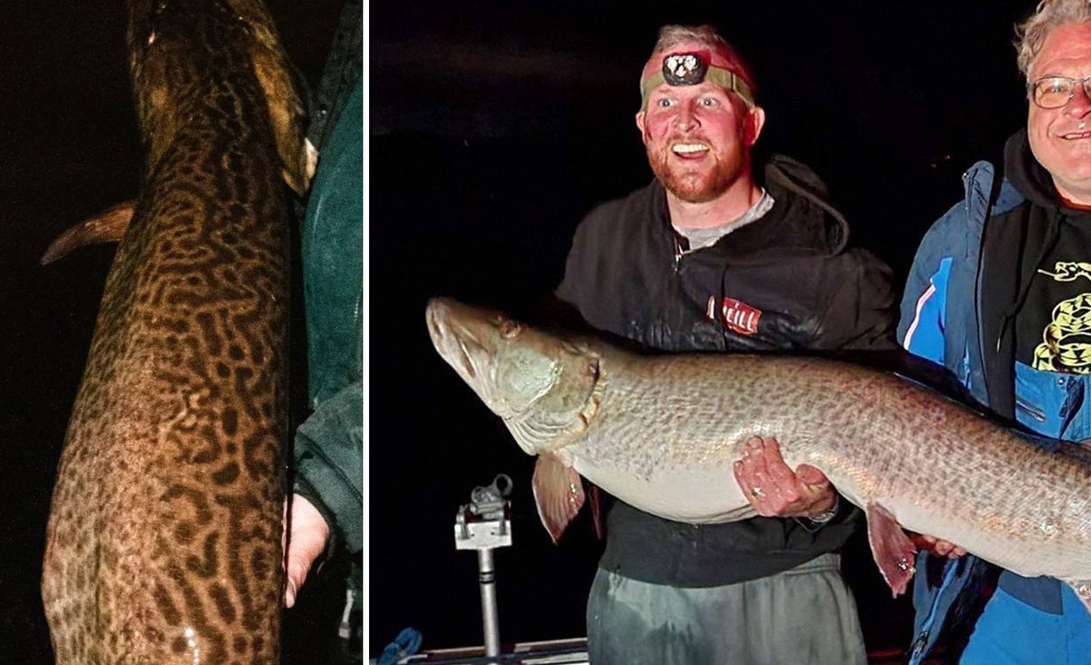 59 inch MONSTER – Boatside Eat – Some Musky Artwork – Musky Insider