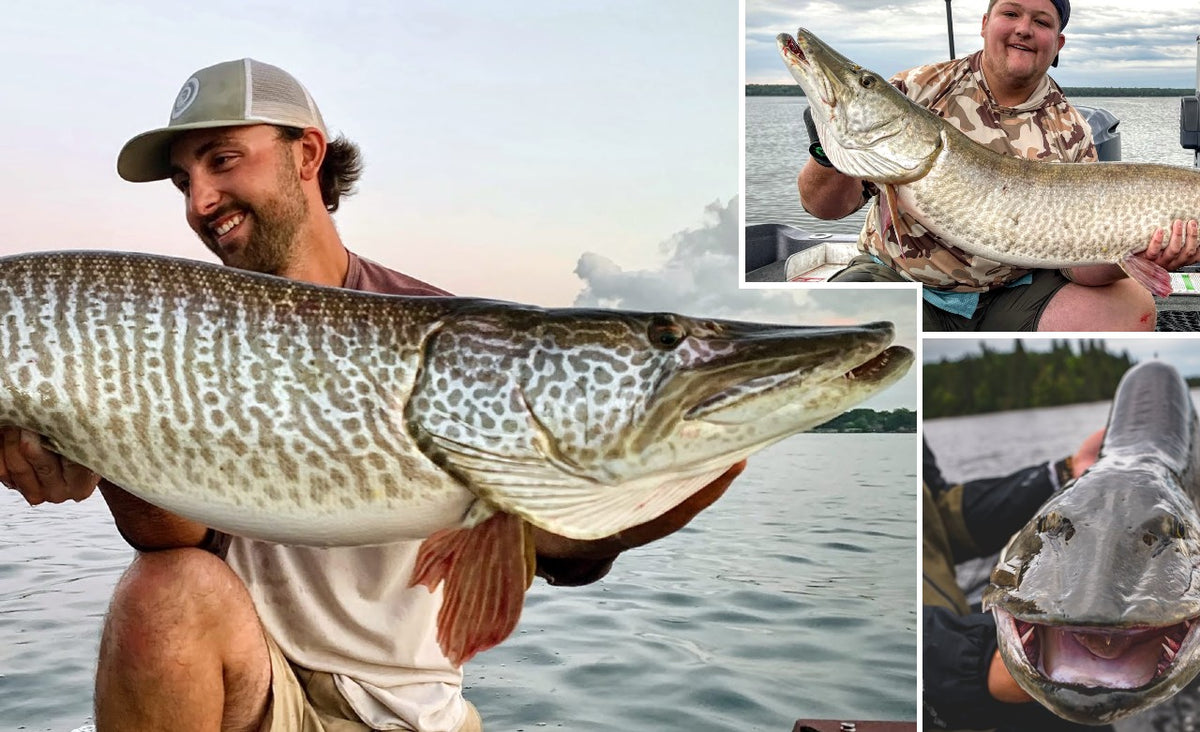 Baits & Hooking Percentages – More Stomach Contents – When You Lose a ...