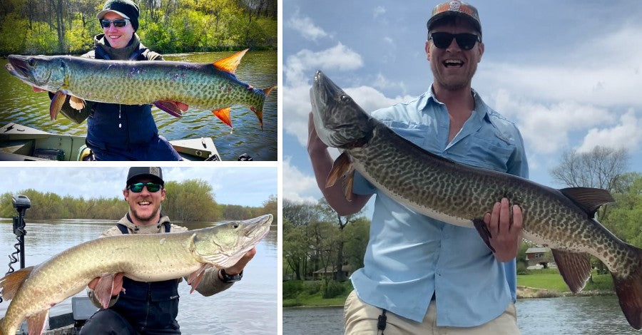 Beginner Tips – Ugly Muskies – Walleye Guys Should Want Musky Stocking ...