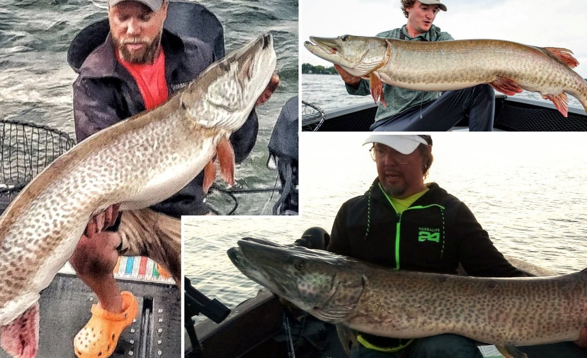 CAN Border Opening – Fresh MN Musky Trail – Musky Artwork – Musky Insider