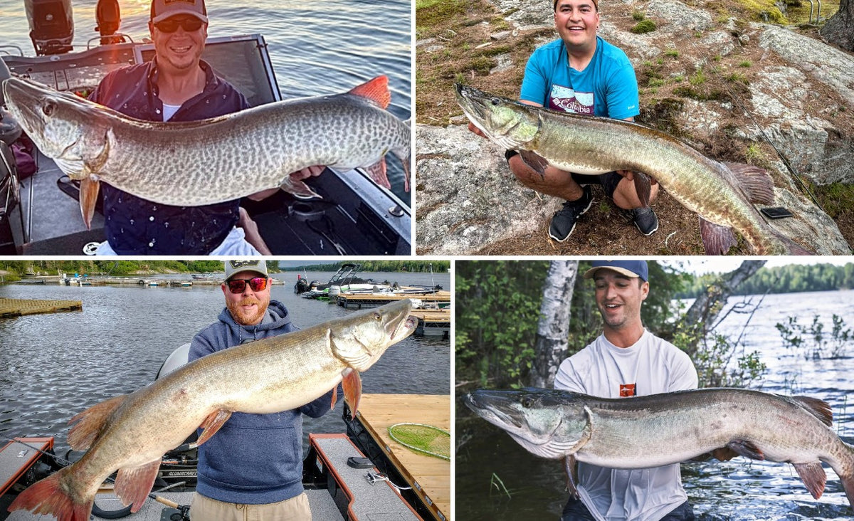 Fall Musky Checklist – Custom Tube Colors – Shore Musky Action – Musky ...