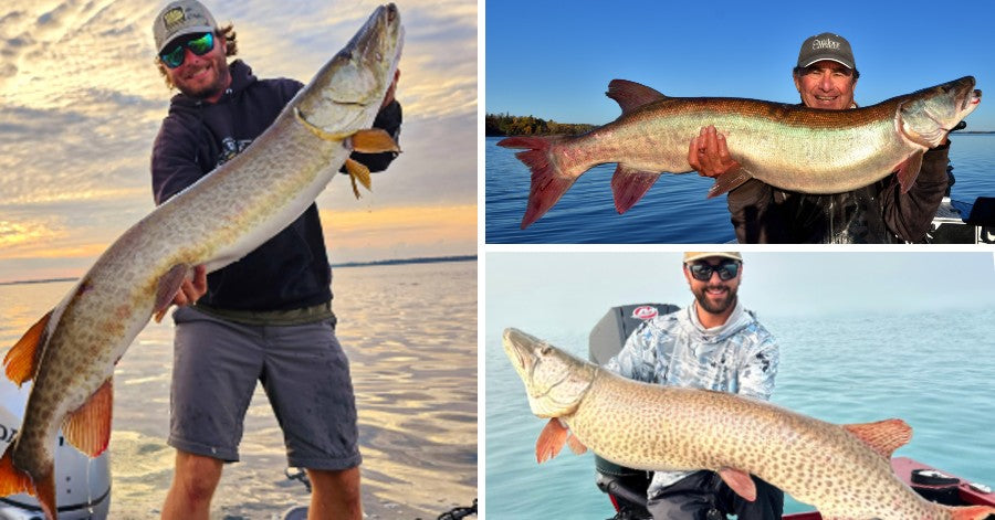 'Fall Turnover' Explained – Herbie Fall Tips – Sweet Strike GIF – Musky ...