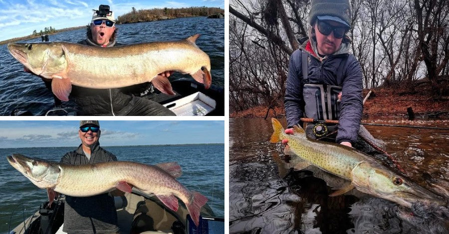 GIF Parade - Muskies On The Shield - Show Customs – Musky Insider