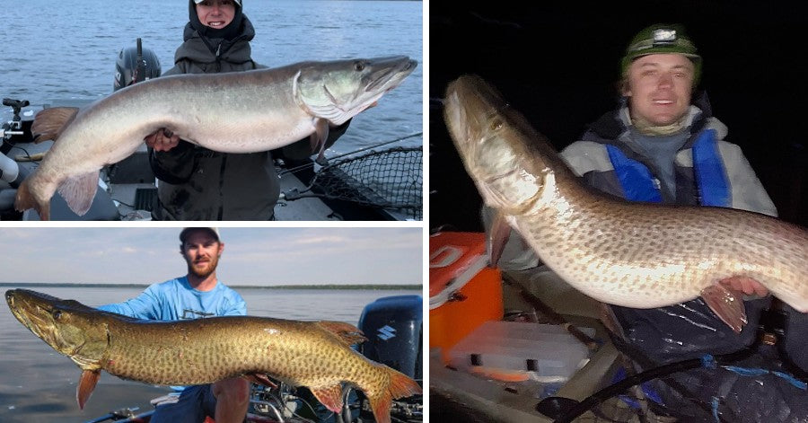 Best Musky Shorts – Forage Tips Some Memery – Musky Insider