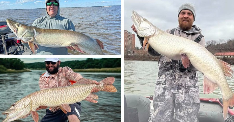 Laz Is Back - Muskie Man - High Water Patterns – Musky Insider