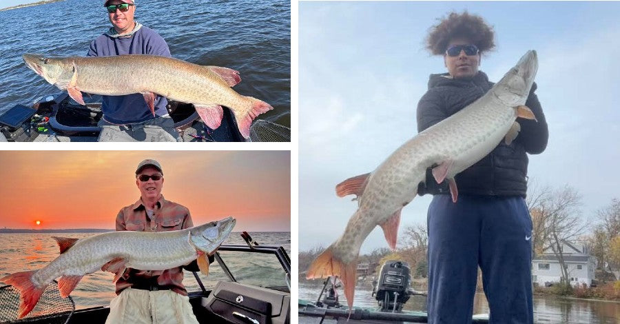 Musky Brawl + Fall Mistakes + MN Alert – Musky Insider