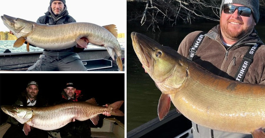 Musky/Sounds Equation – 'skie Memery – Chunky Fall Musky – Musky Insider