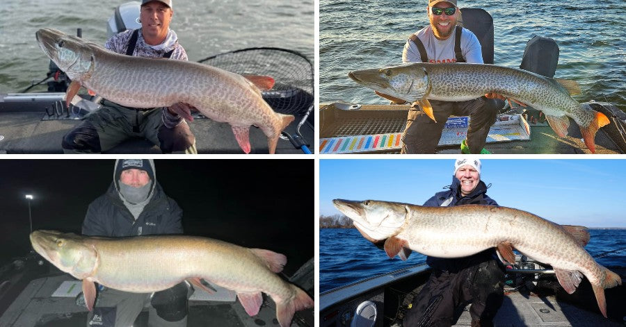Rubber Fishing Tips – Mike Lazarus Stats – More PRO Updates – Musky Insider