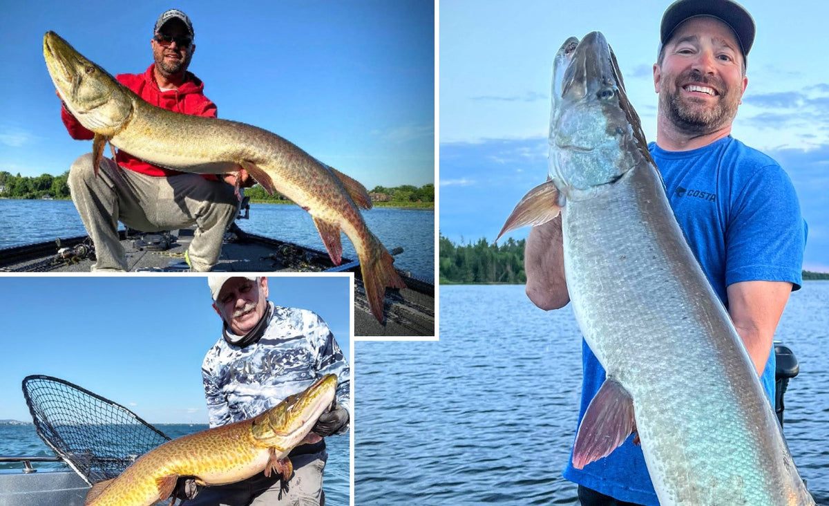 Sonar War is Escalating MORE – Eagle Eats a Musky – Sick Drone Musky C ...