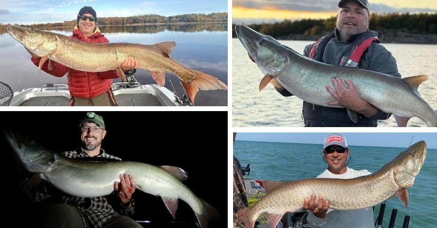 Turnover Tips - Musky Oddities - More Muskies More Places – Musky Insider