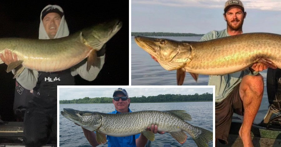 What happened to Minnesota muskies??? – Musky Insider