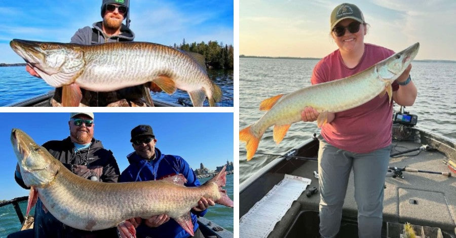 Wojtusik Tips - Musky Peeps in Need - Monster Muskies – Musky Insider